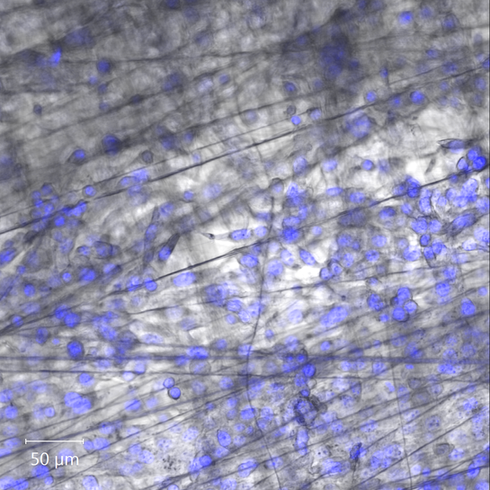 Gallery | Cytonest Inc