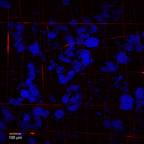 Gallery | Cytonest Inc