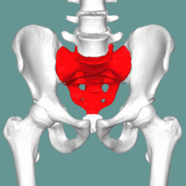 bones | Agragami Ayurveda