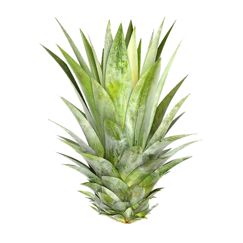 Pineapple Leaves / Crowns - Garnishes | DRINK COSMOS