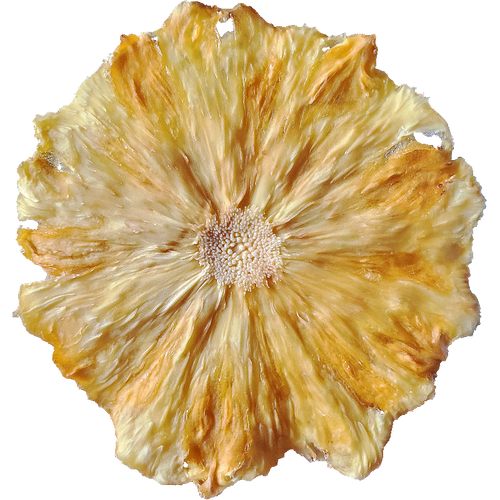 Dehydrated Pineapple Wheel | DRINK COSMOS