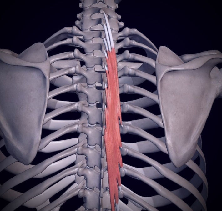 Músculo transverso espinoso: El “guardián” del equilibrio