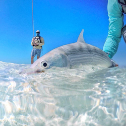 Premium Underwater Products | ProShot & Tidal Sports.