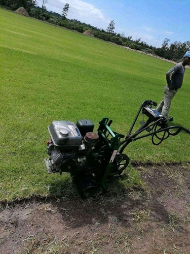 Kikuyu grass | Alice Grass Master