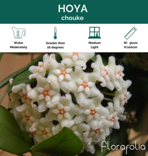 Hoya Chouke 125mm | Alstonville Plants