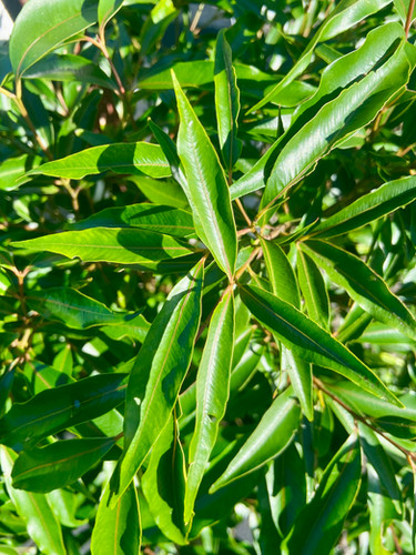 Waterhousia Florabunda | Alstonville Plants