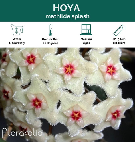 Hoya Mathilde splash 125mm | Alstonville Plants