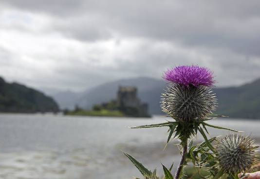 Cognitive Stimulation Therapy | Simondementia