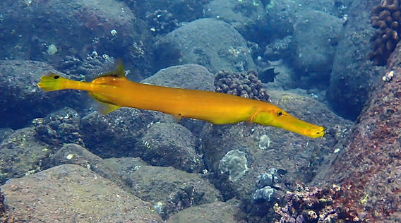 trumpet fish coloring pages