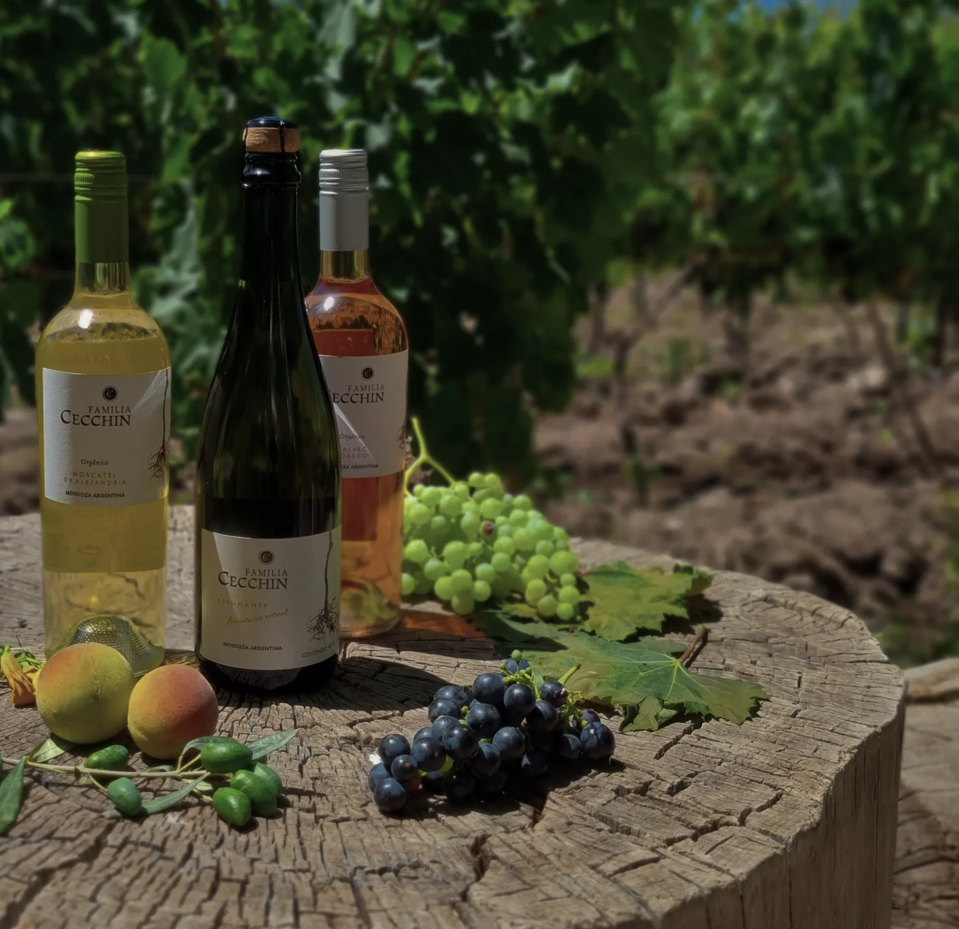 TIENDA | Bodega Cecchin