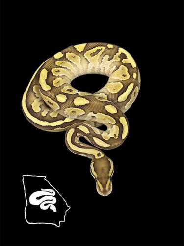 Butter Fire | Ocmulgee Reptiles