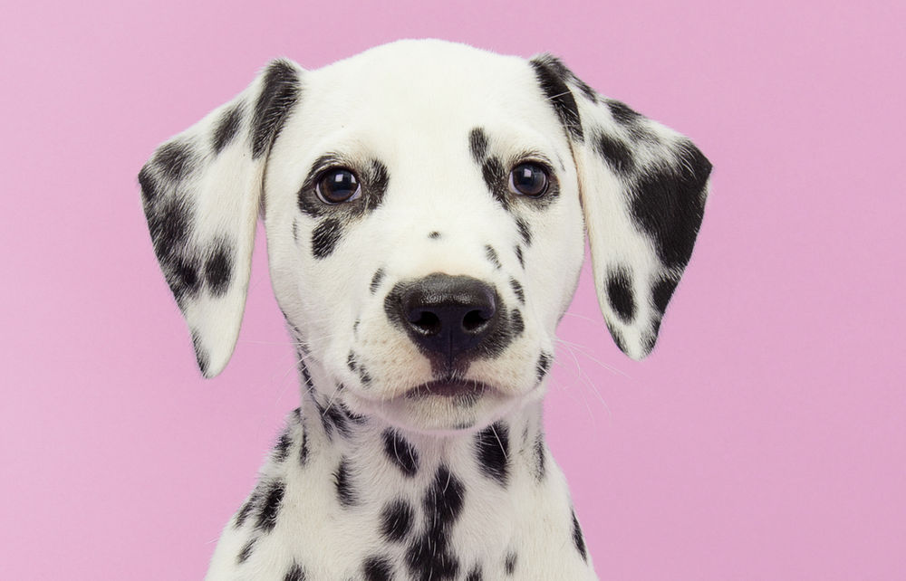 DISCONNECTED & DISTRESSED DOGS