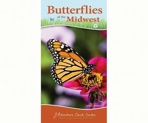 Butterflies of Midwest Quick Guide | Treebirdfeeders
