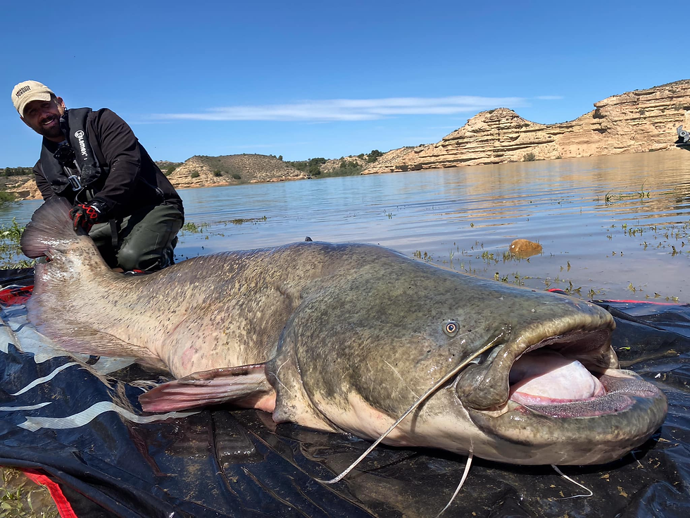 Freshwater Giants - A Master List