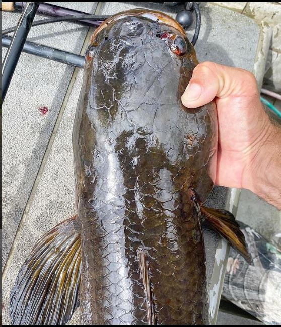 The ultimate guide to Bullseye Snakehead fishing!