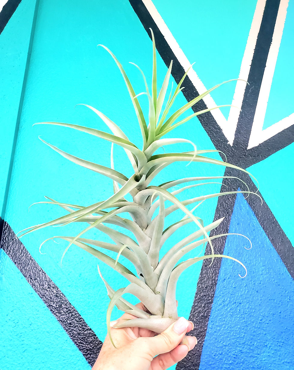 RARE Plants Air Plant Tillandsia rare-plants-air-plant-tillandsia