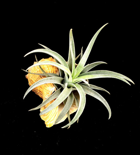 Air Plant in a Rapana sea shell | Air Plant Tillandsia