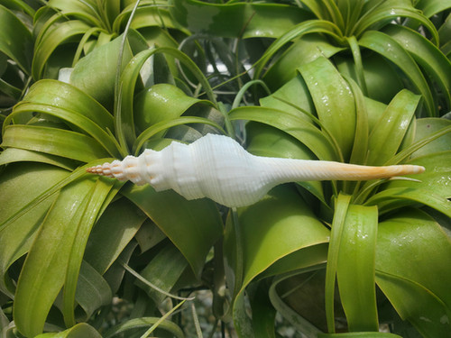 Sea Shell Fusinus Colus | Air Plant Tillandsia