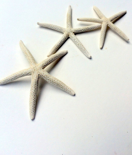White Starfish Single Choose your Size | Air Plant Tillandsia