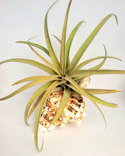 Air Plant in a Boba 5-7" sea shell | Air Plant Tillandsia