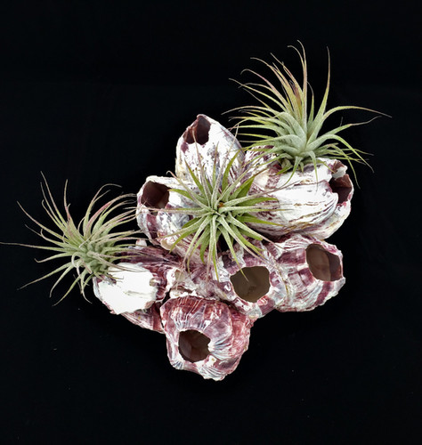 Barnacle with Iona Plants Choose your Size and Quantity of Plants | Air ...
