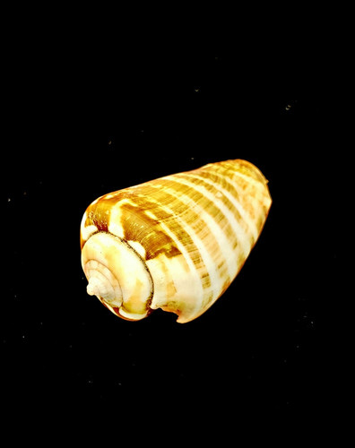 Seashell Single Conomurex Luhuanus strawberry conch tiger conch | Air ...