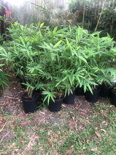 Chinese Dwarf Bamboo | Affordable Bamboo