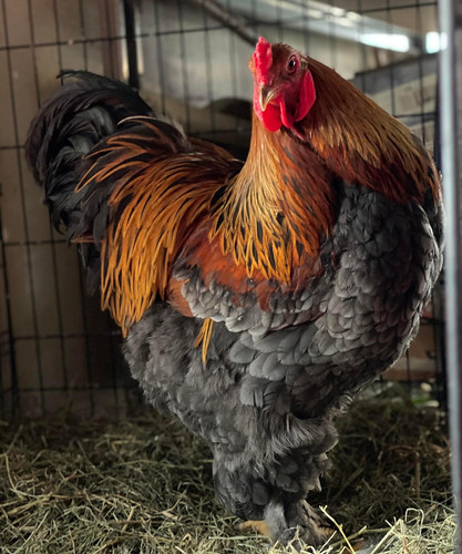 Blue, Splash, Gold Partridge Brahma-6 Pack | Cocktails and Hens
