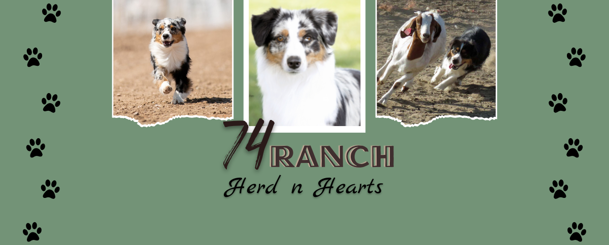 74 Ranch Mini American/Aussie Shepherds | Mini Aussie