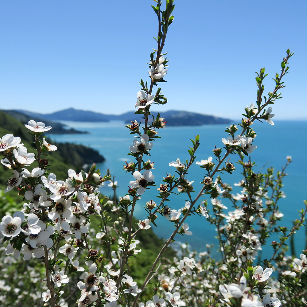 New Zealand Native Plants