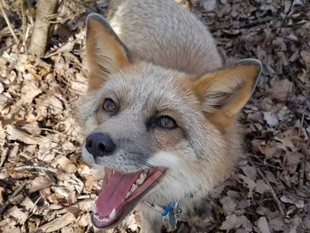 RESCUES | saveafox