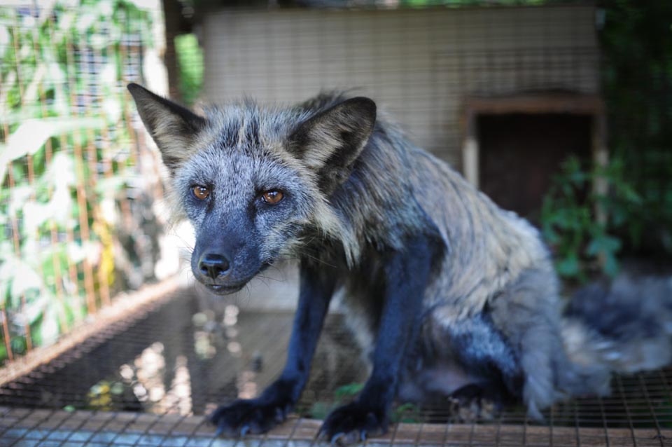Foxes at Fur Farms | saveafox