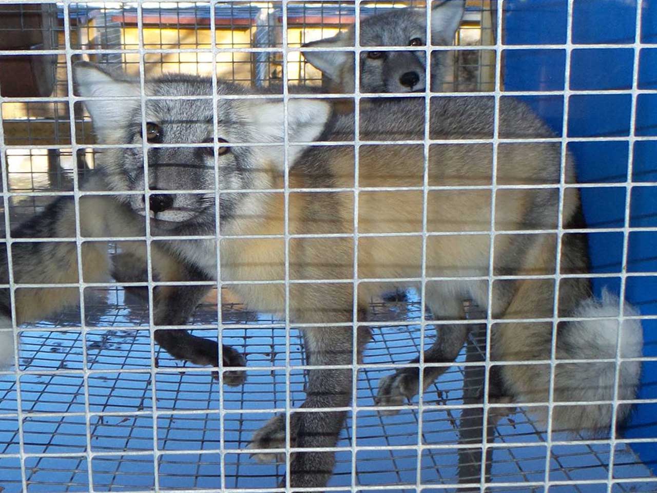 Fox Fur Colors | saveafox