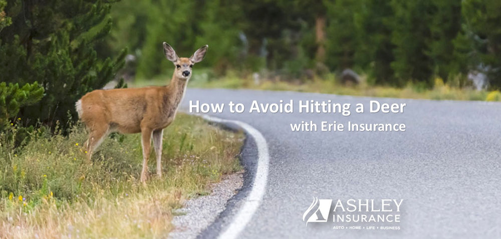 How to Avoid Hitting a Deer