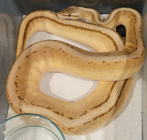 Pastel Lesser Genetic stripe | CJ's Reptile Ward