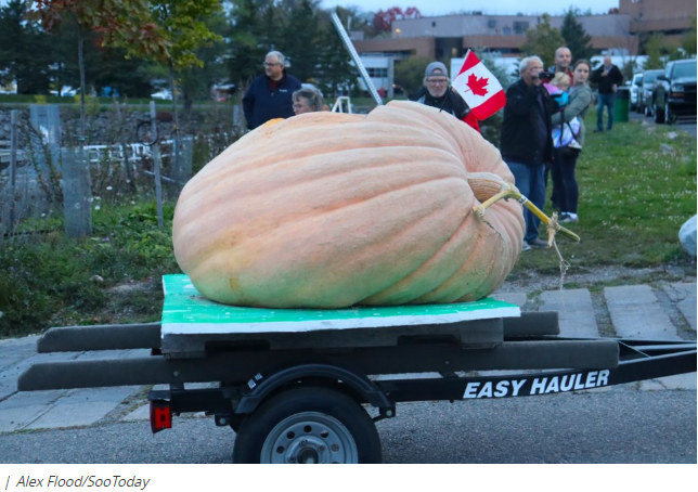 Everything you need to know about growing a giant pumpkin! | Arts and ...
