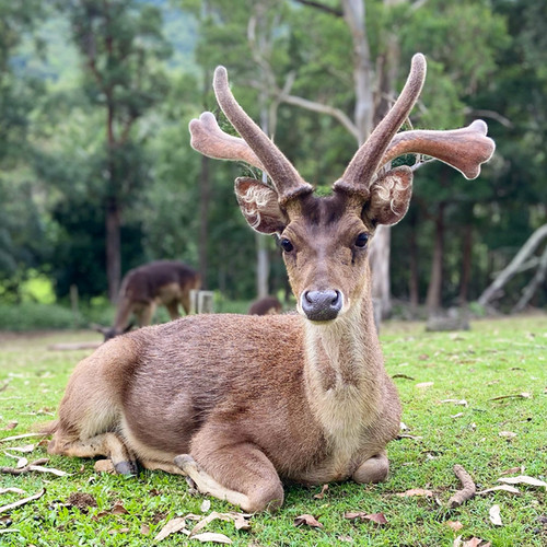 Willow Sponsorship | Lyell Deer Sanctuary