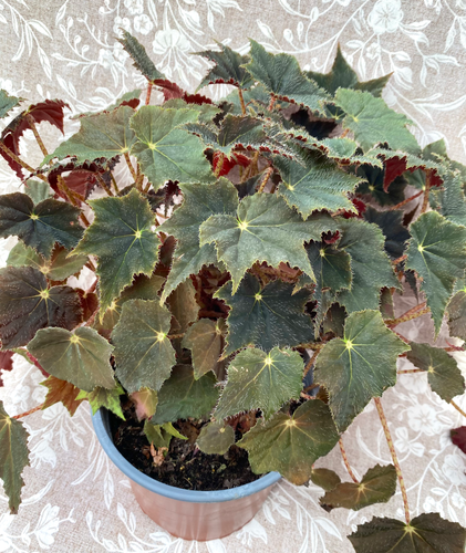 Begonia Cleopatra | Soy Linda Jardinera