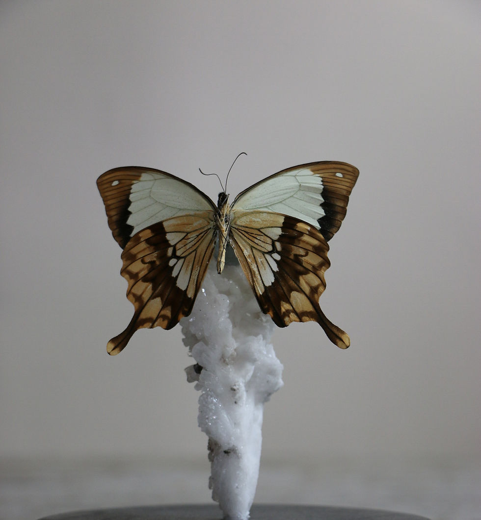 UNMOUNTED SPECIMENS AUSTRALIA | VIOLET EYES ENTOMOLOGY