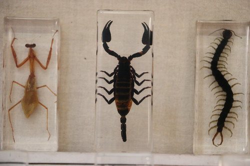 Black Scorpion In Resin | VIOLET EYES