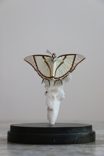 Polyura Dolon (The Stately Nawab) | VIOLET EYES