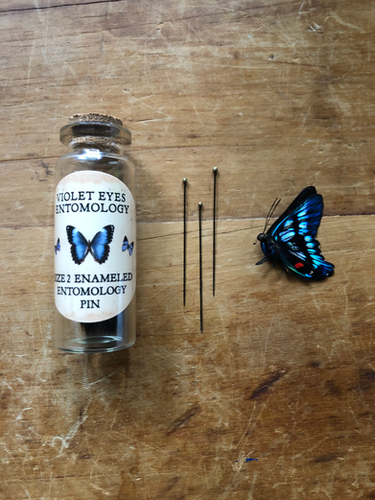 Entomology Pin Pack (100) | VIOLET EYES