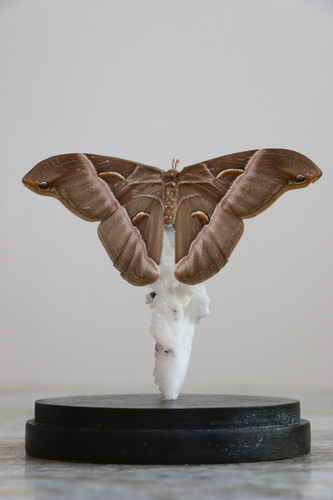 Samia Insularis - Female | VIOLET EYES