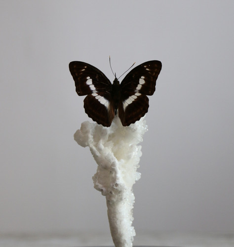 Athyma Selenophora | VIOLET EYES