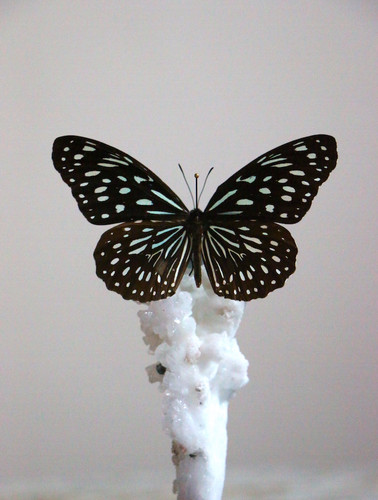 Tirumala Septentrionis (Dark Blue Tiger Butterfly) | VIOLET EYES