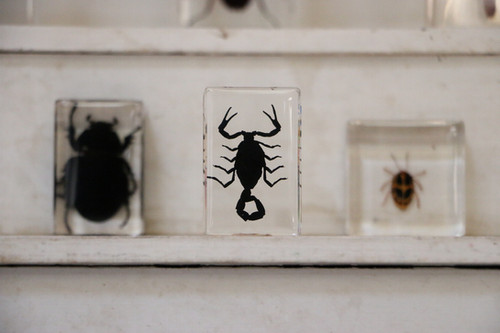 Scorpion In Resin | VIOLET EYES