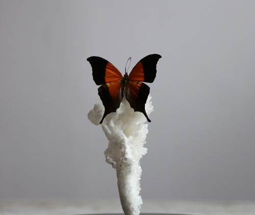 Marpesia Furcula (The Sunset Daggerwing) | VIOLET EYES