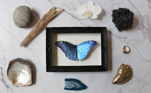 Perfectly Imperfect Framed Morpho Adonis | VIOLET EYES