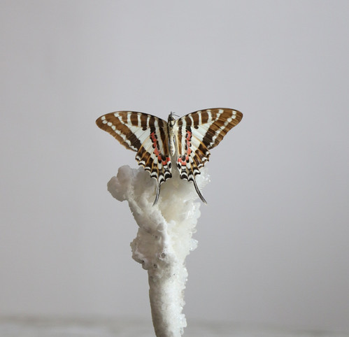 Graphium Nomius (The Spot Swordtail) | VIOLET EYES