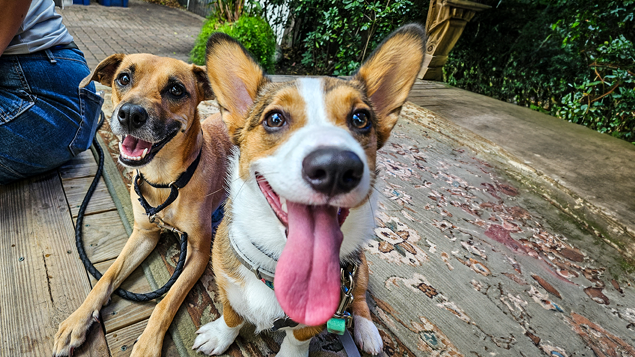 Group Classes | KPRO K9 | Fun Group Dog Training Classes